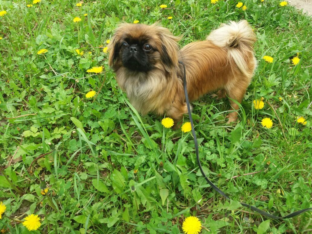 Vând un cățel de două luni, rasa pechinez imperial