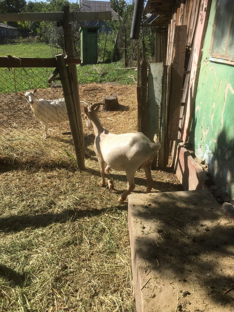 Capră de vînzare și țap Alpin francez