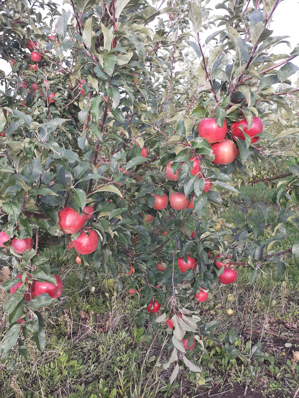 Vind mere:cempion s aldaret malinovii