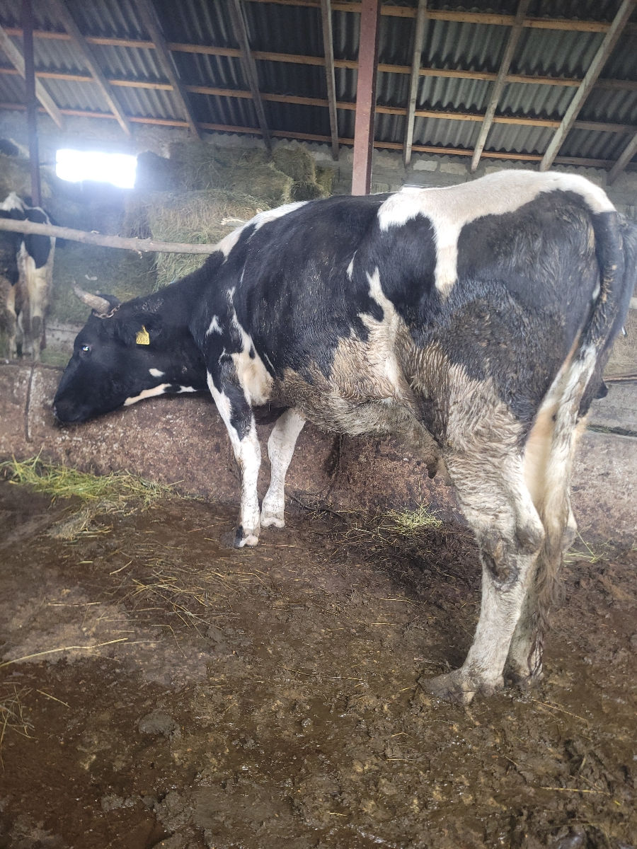 Vind 2 vaci dea fata