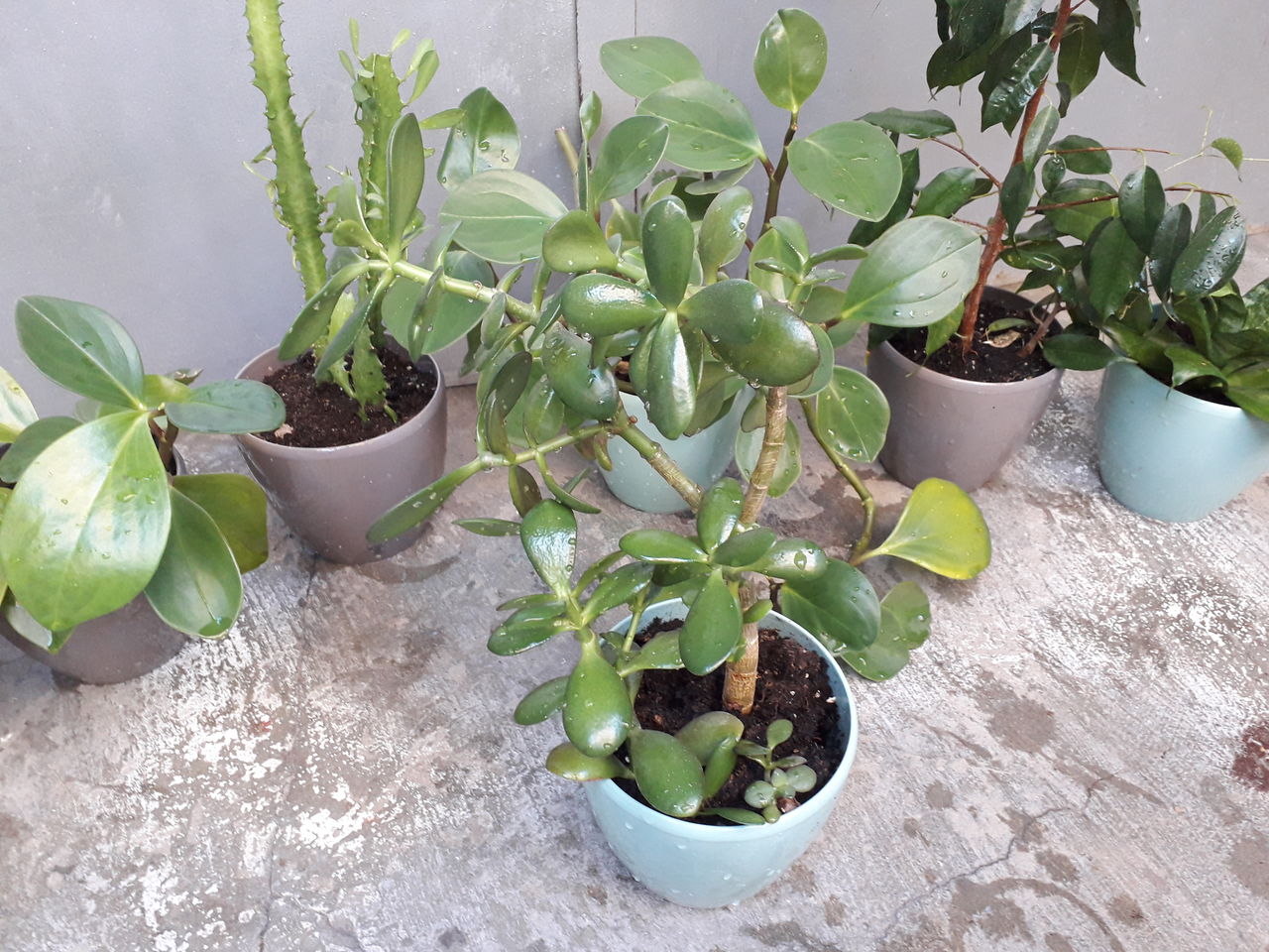 Flori de camera , oficii