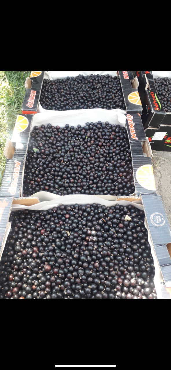 Cumpar coacăză neagră