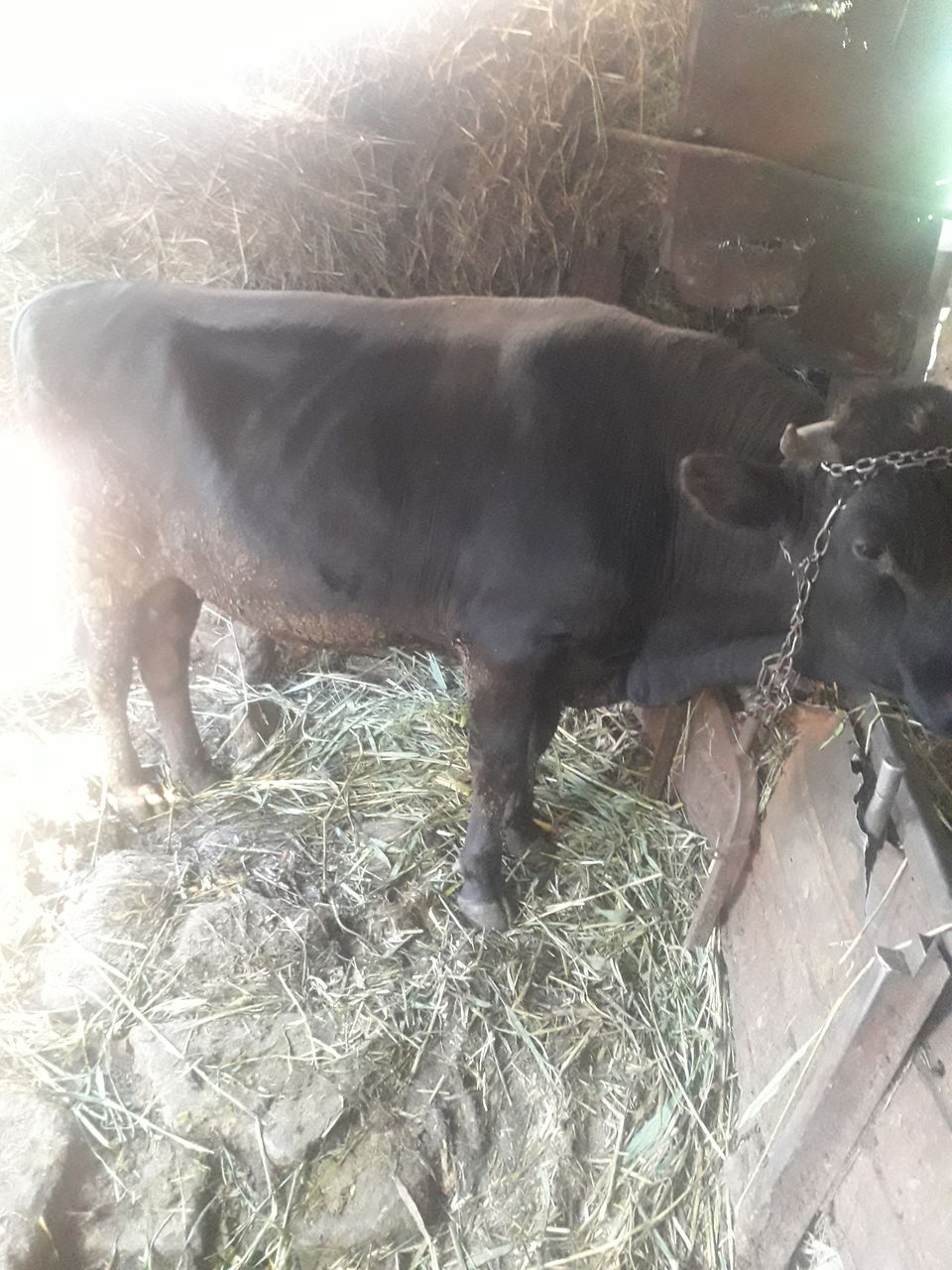 Urgent... Vind Vitel frumos