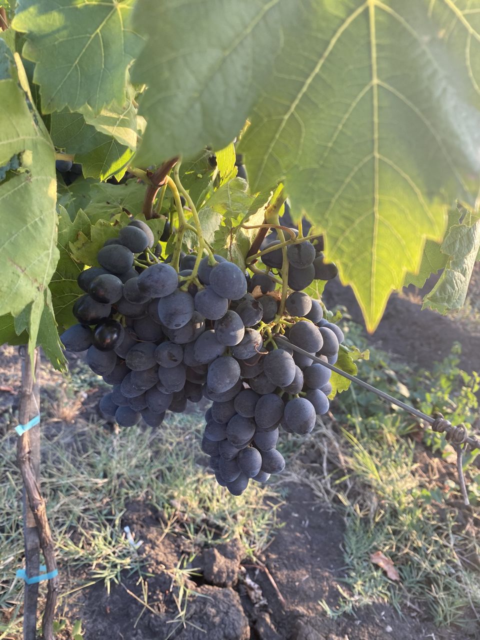 Struguri Moldova pentru export