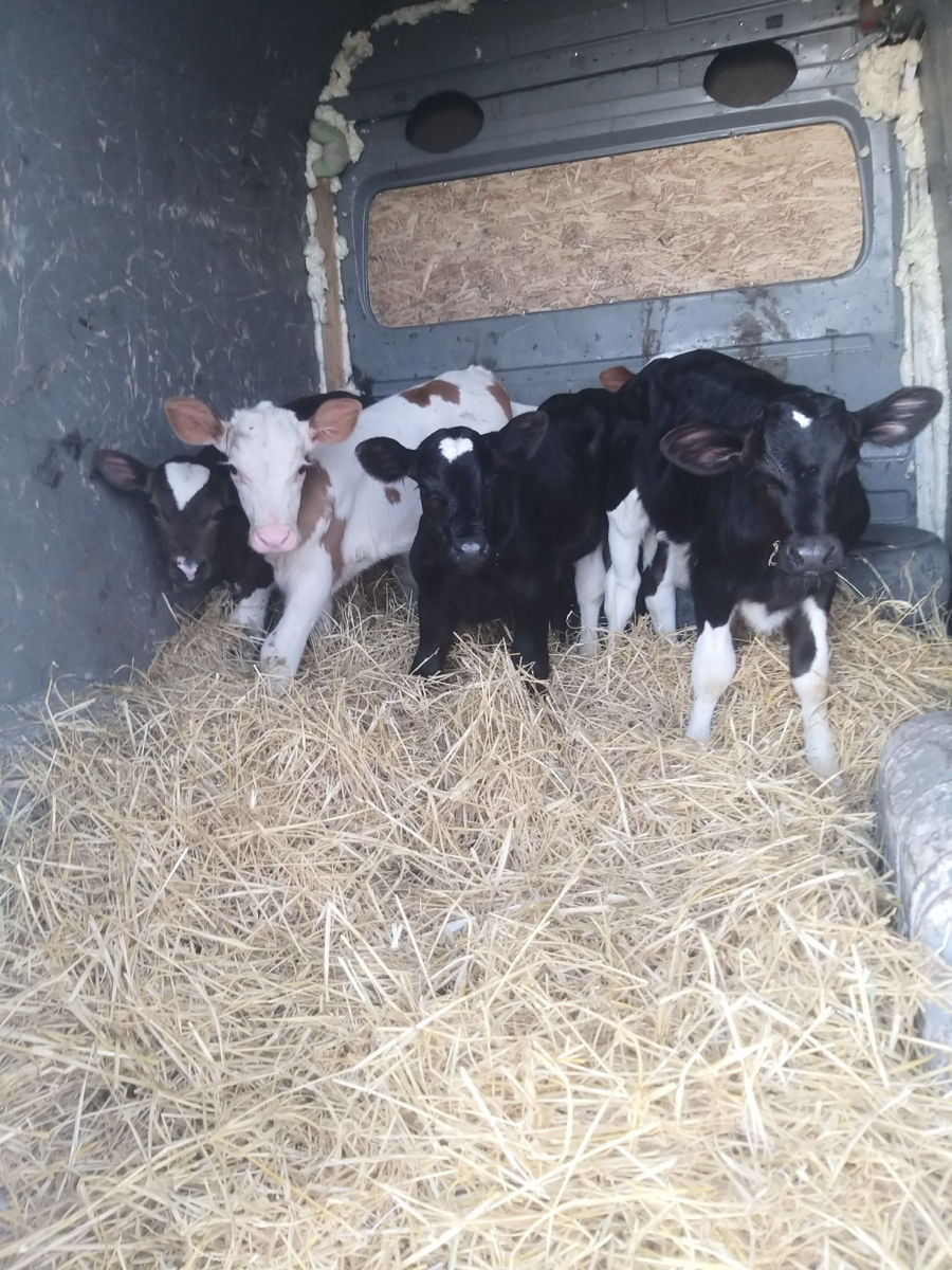 Vind vitei la creștere