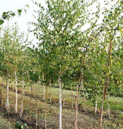 Tei,Mesteacn,Artar,Salcîm Boieresc,Stejar Rosu,Castani.Trandafir Copac ...