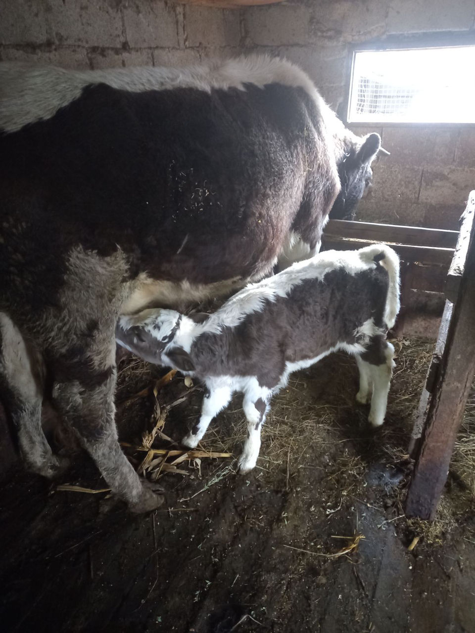 Vind vaca cu tot cu vitel