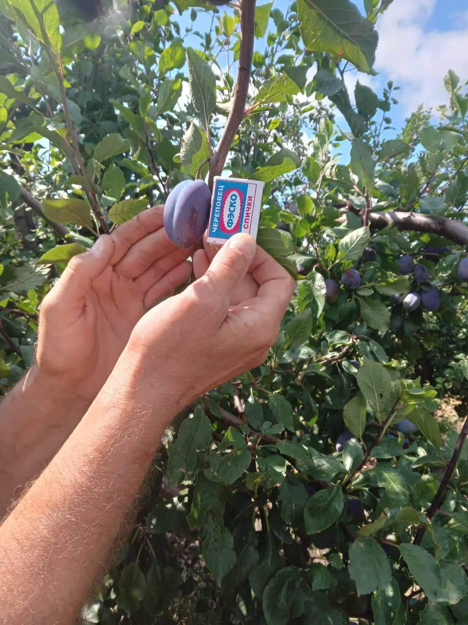 Vindem prune stenley