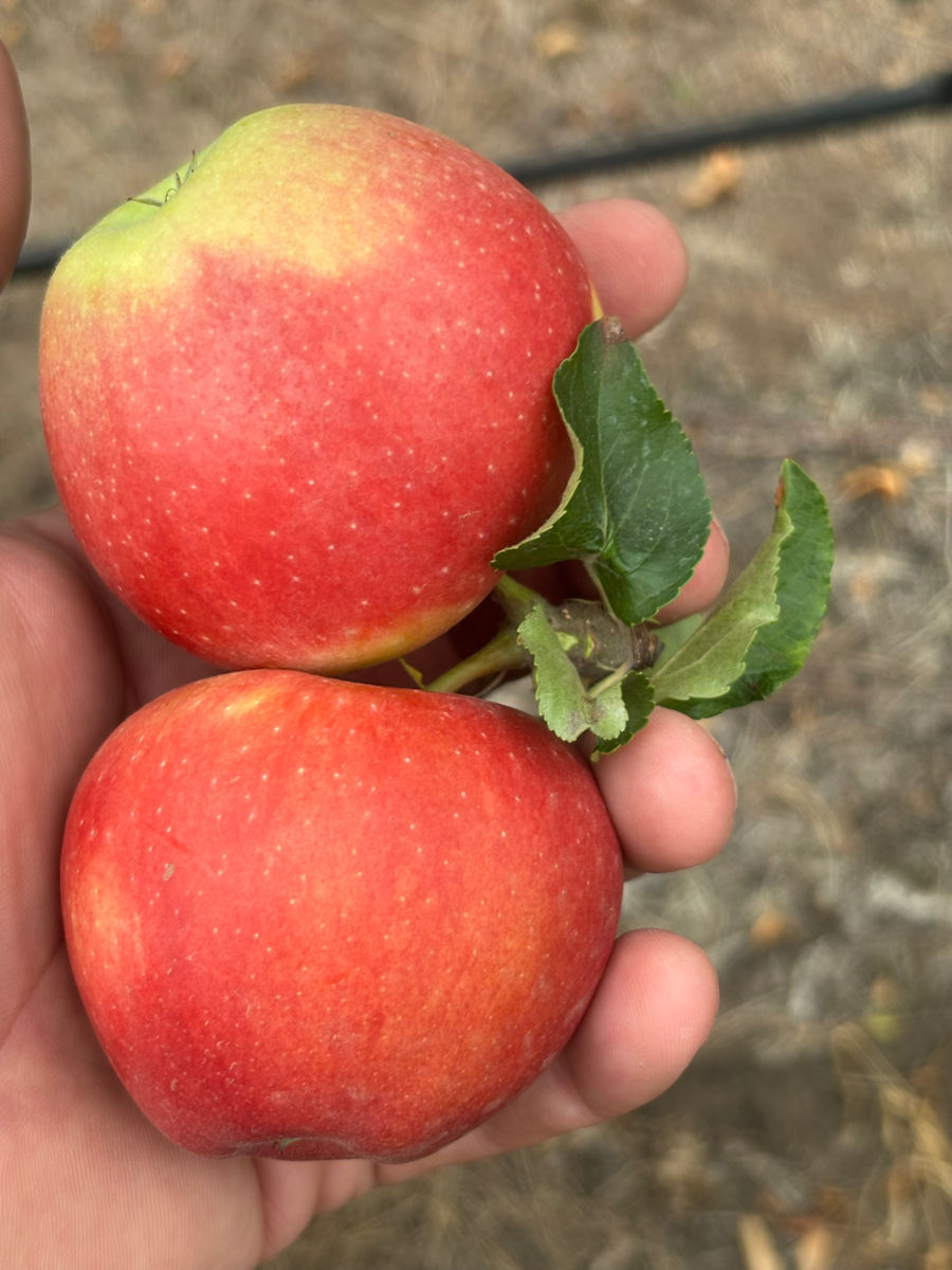 Mere Golden , Red Velox calibru 60+