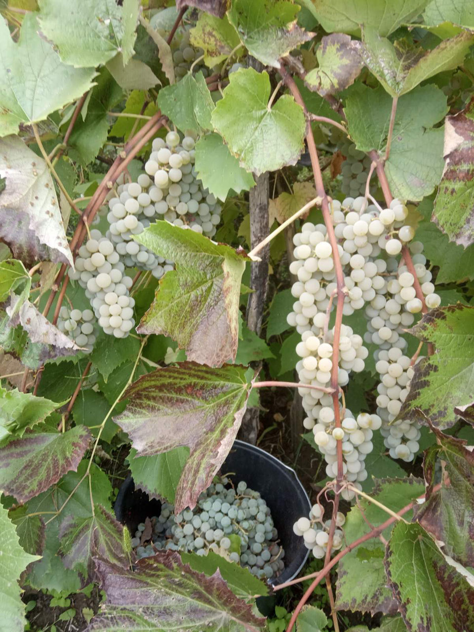 Struguri fraga alba, noua, lidie