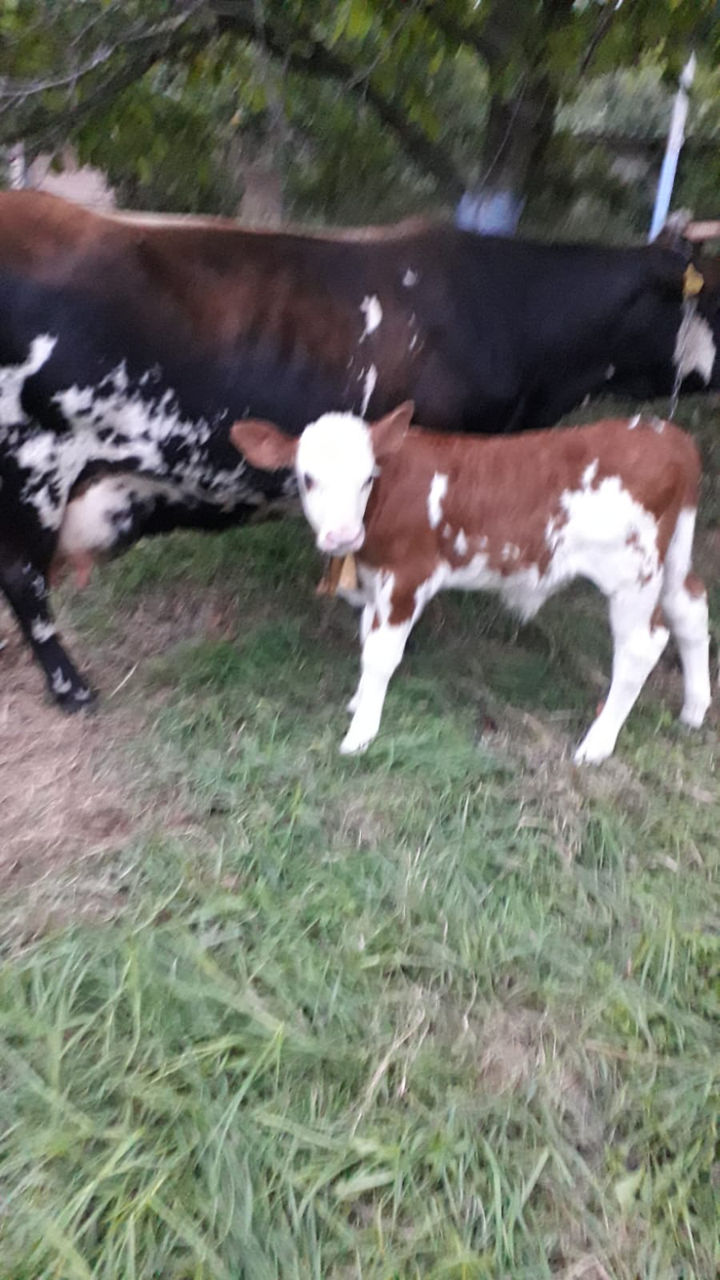 Se vinde Vaca cu Vitel