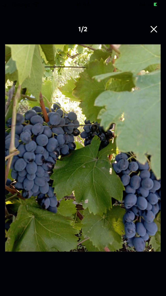 vindem poama moldova