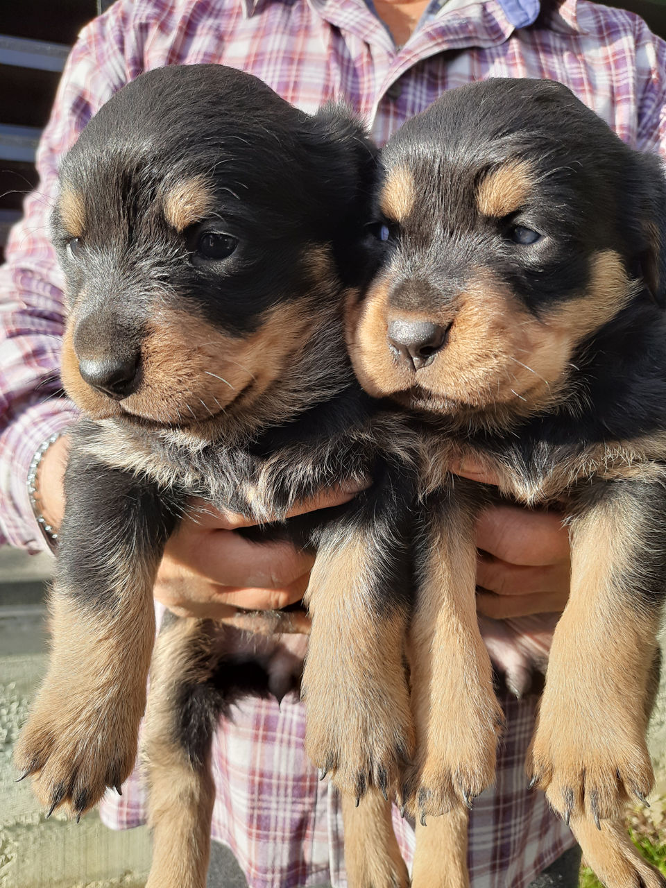 Rottweiler