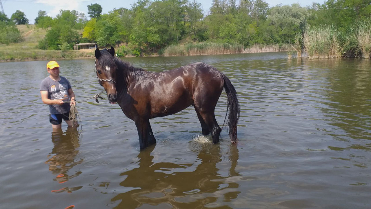 Cal frumos 2ani și jumătate