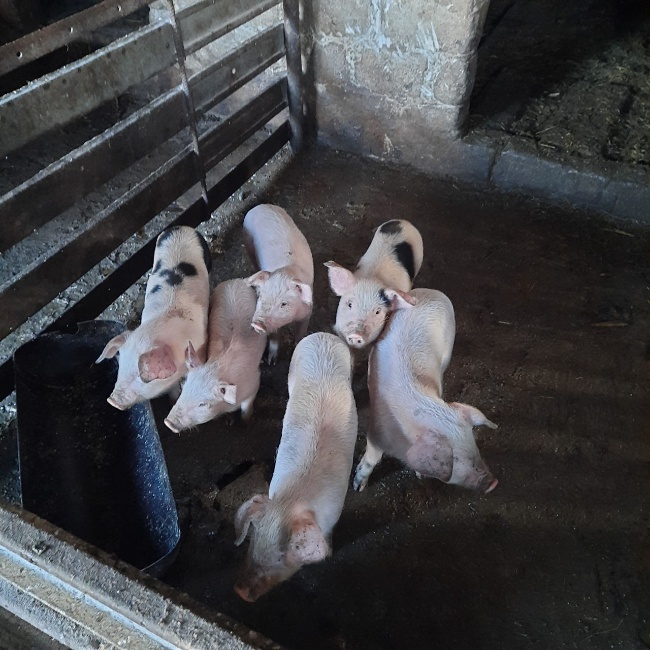 Porci Landras de carne