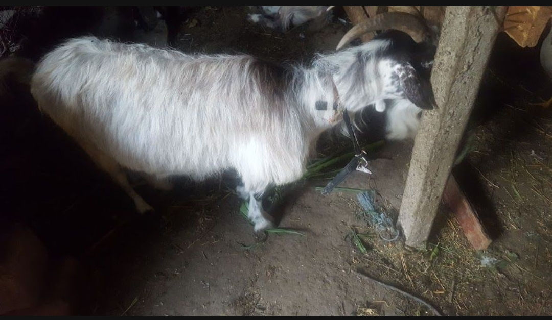 Vind Capra ieftin am nevoie de bani