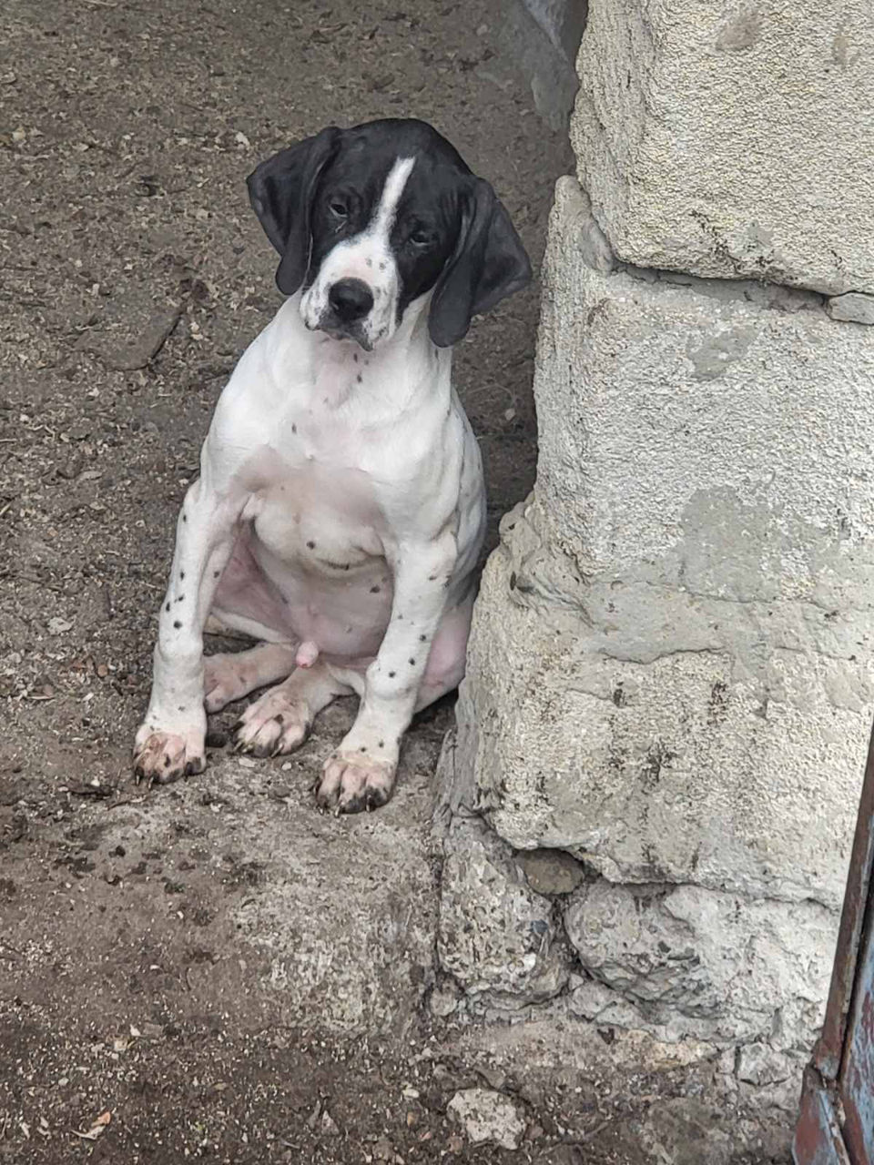 Английский поинтер.Pointer englez.