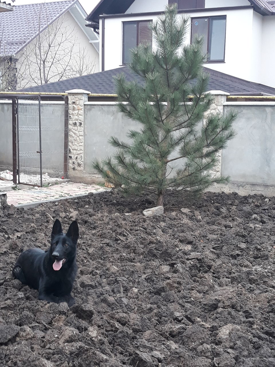 Ciine Lup Canadian овчарка