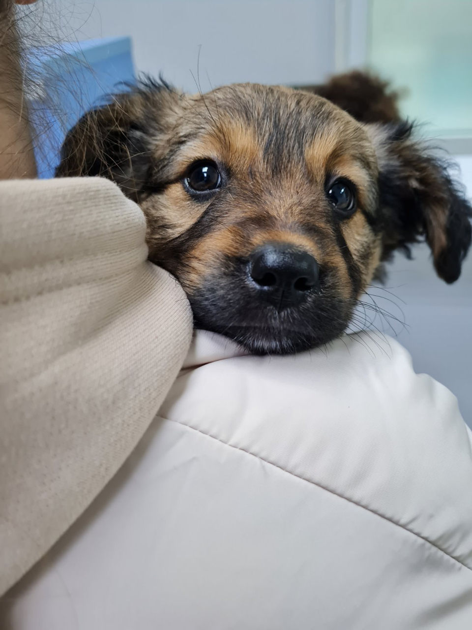 Отдам щенка в хорошие руки!