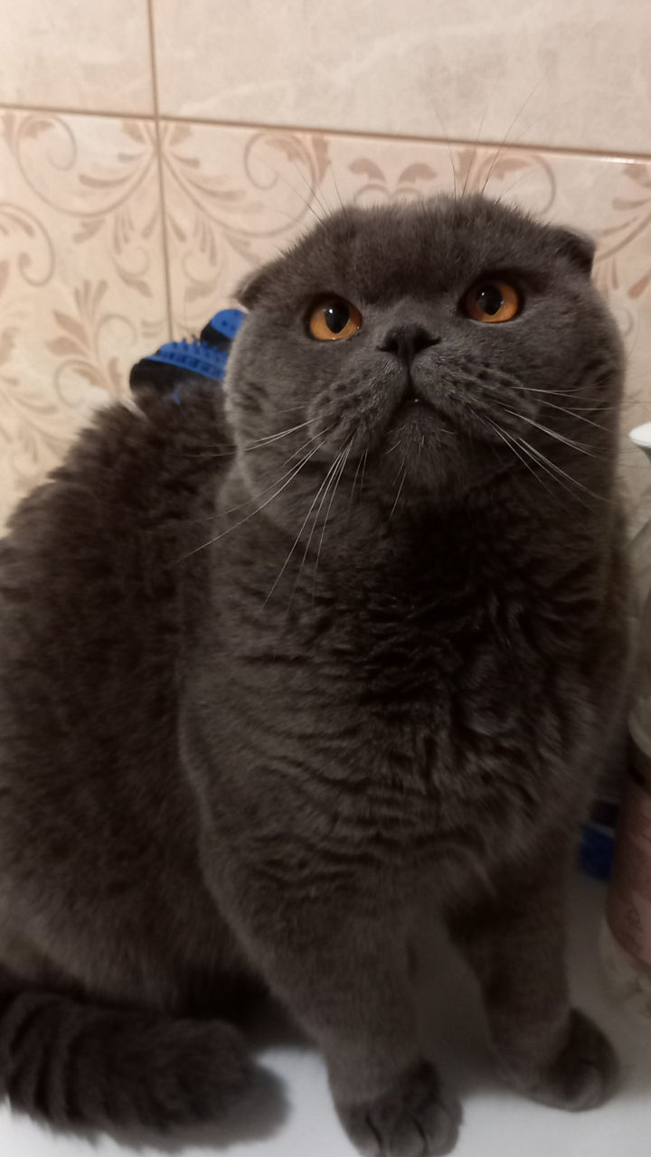 Pisoi Scottish Straight