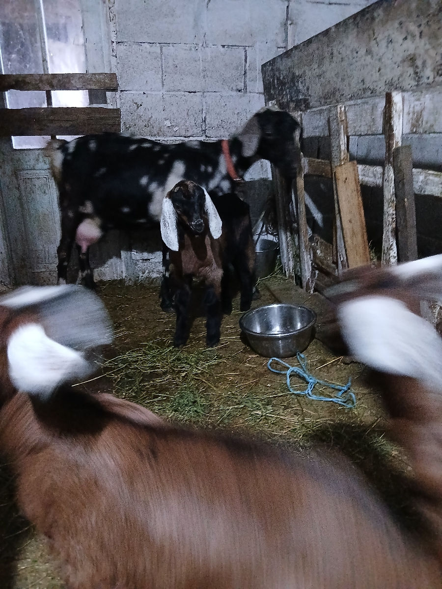 Capra cu trei ieduțe