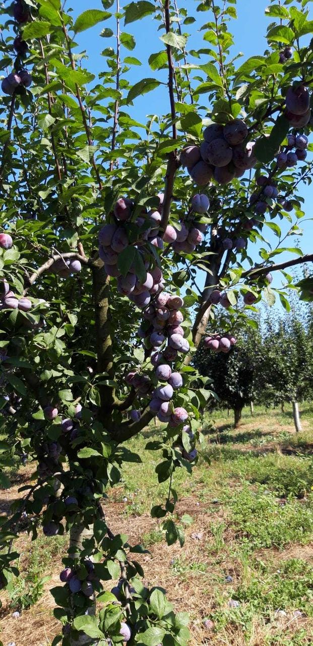 Cumpăr prune Cabardinca pentru uscat