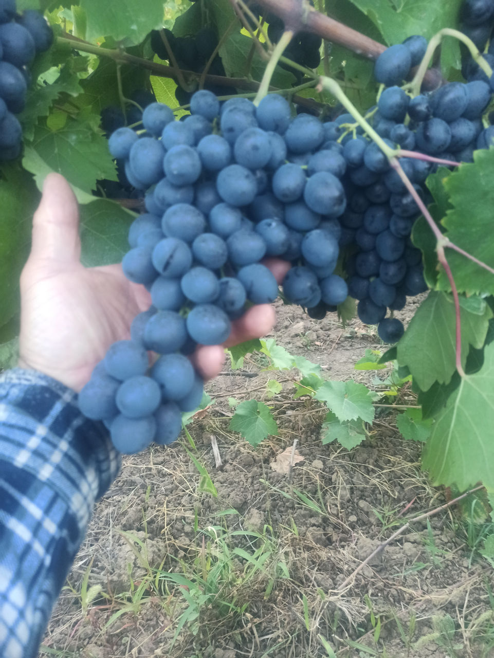 Must din struguri Moldova