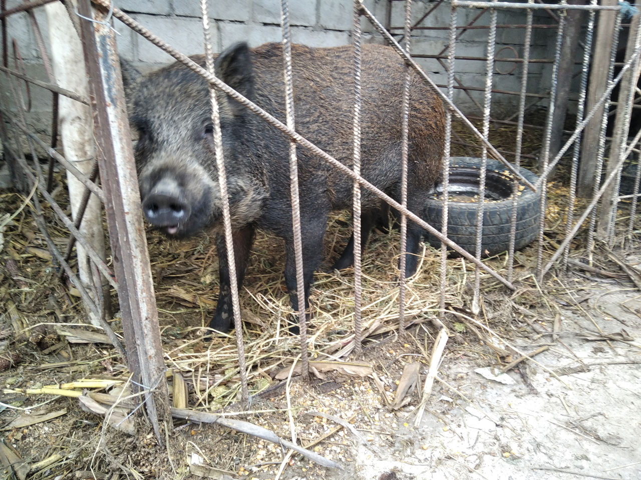 Vind jer mistret. 8000.lei