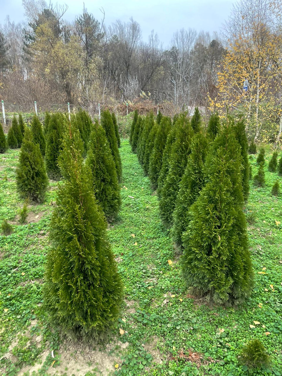 Arbori decorativi crescuti in Moldova la 10 km de la Chisinau.Thuja ...