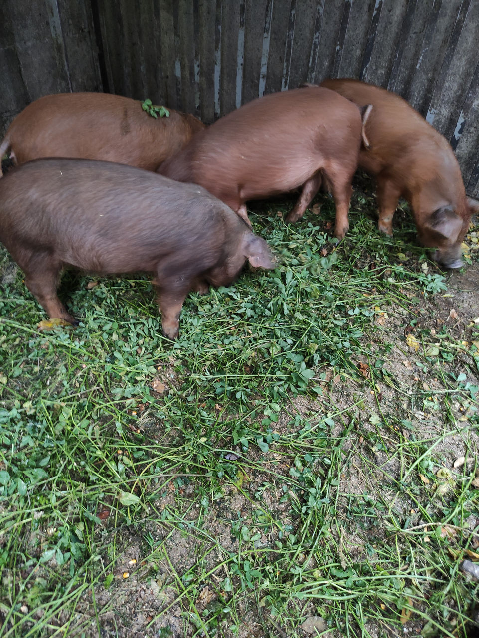 Se vind purcei de carne rasa durok