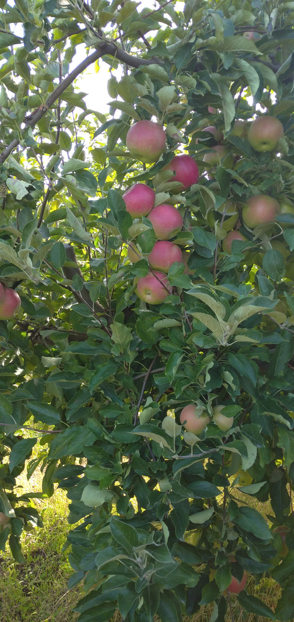 Mere de la producător goldin aidaret