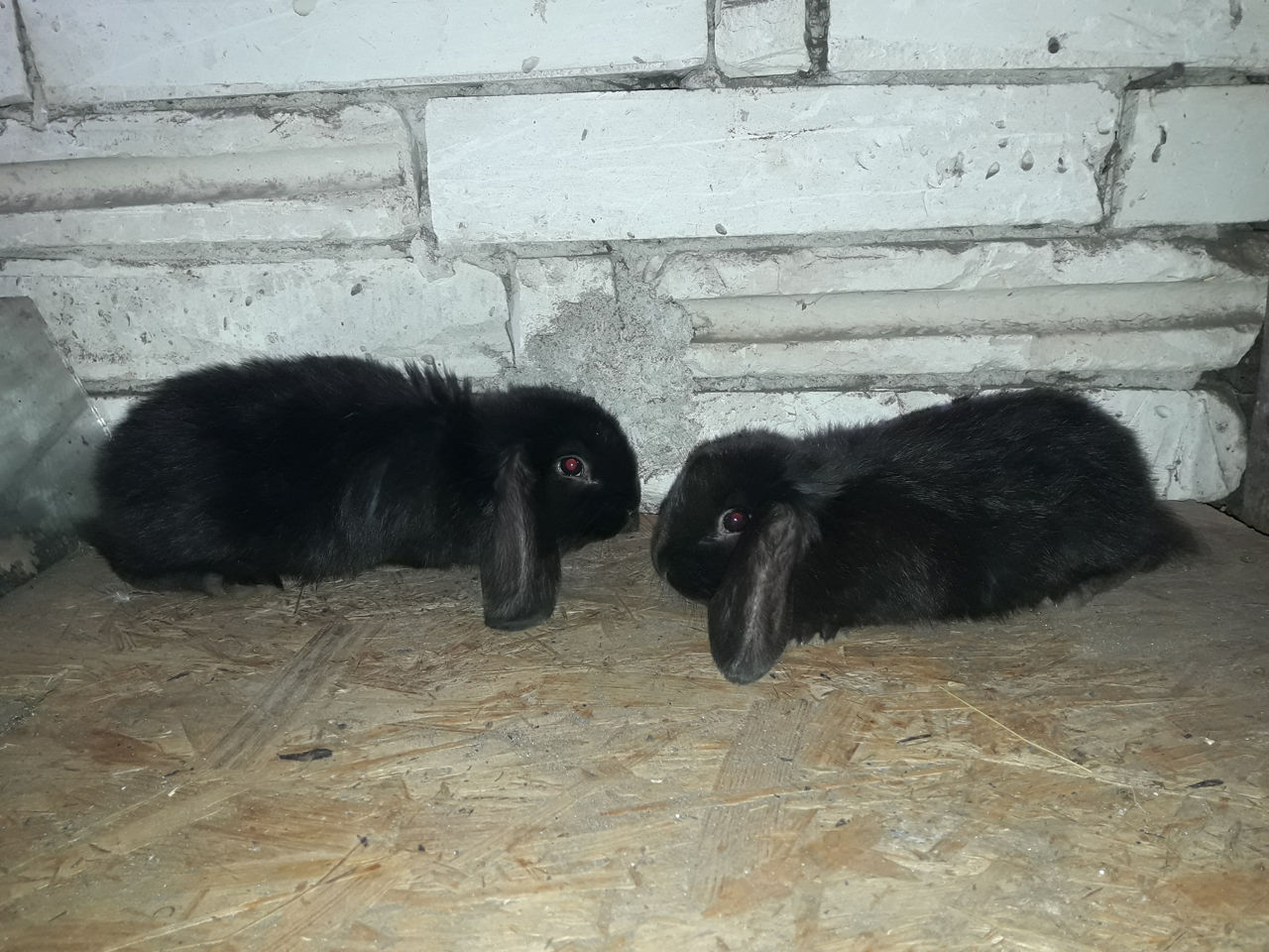 Berbec german trei perechi