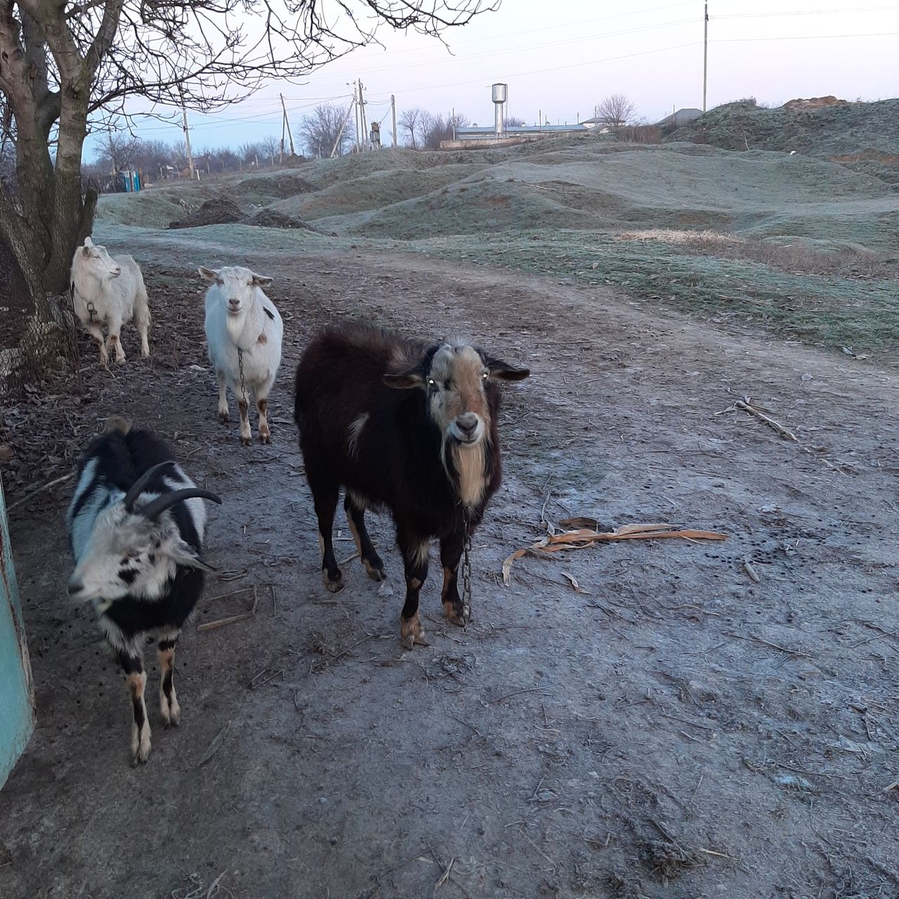 2 Capre bune de lapte și un țap bun