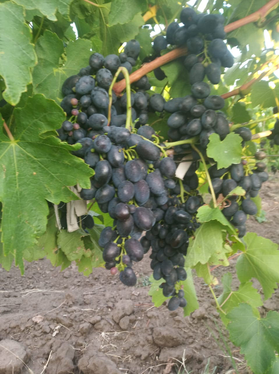 Struguri codreanca si prezentabil