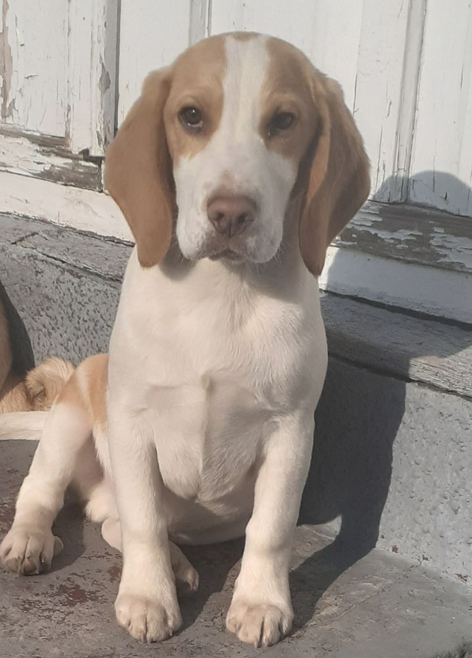 Catelus beagle bicolor