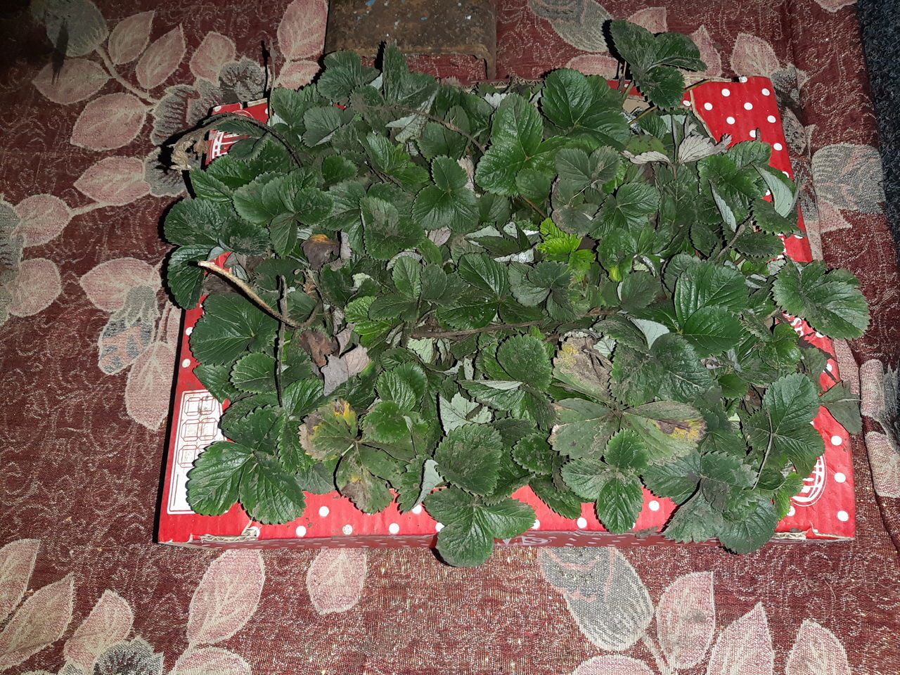 vând rasad 0,50 lei/fir