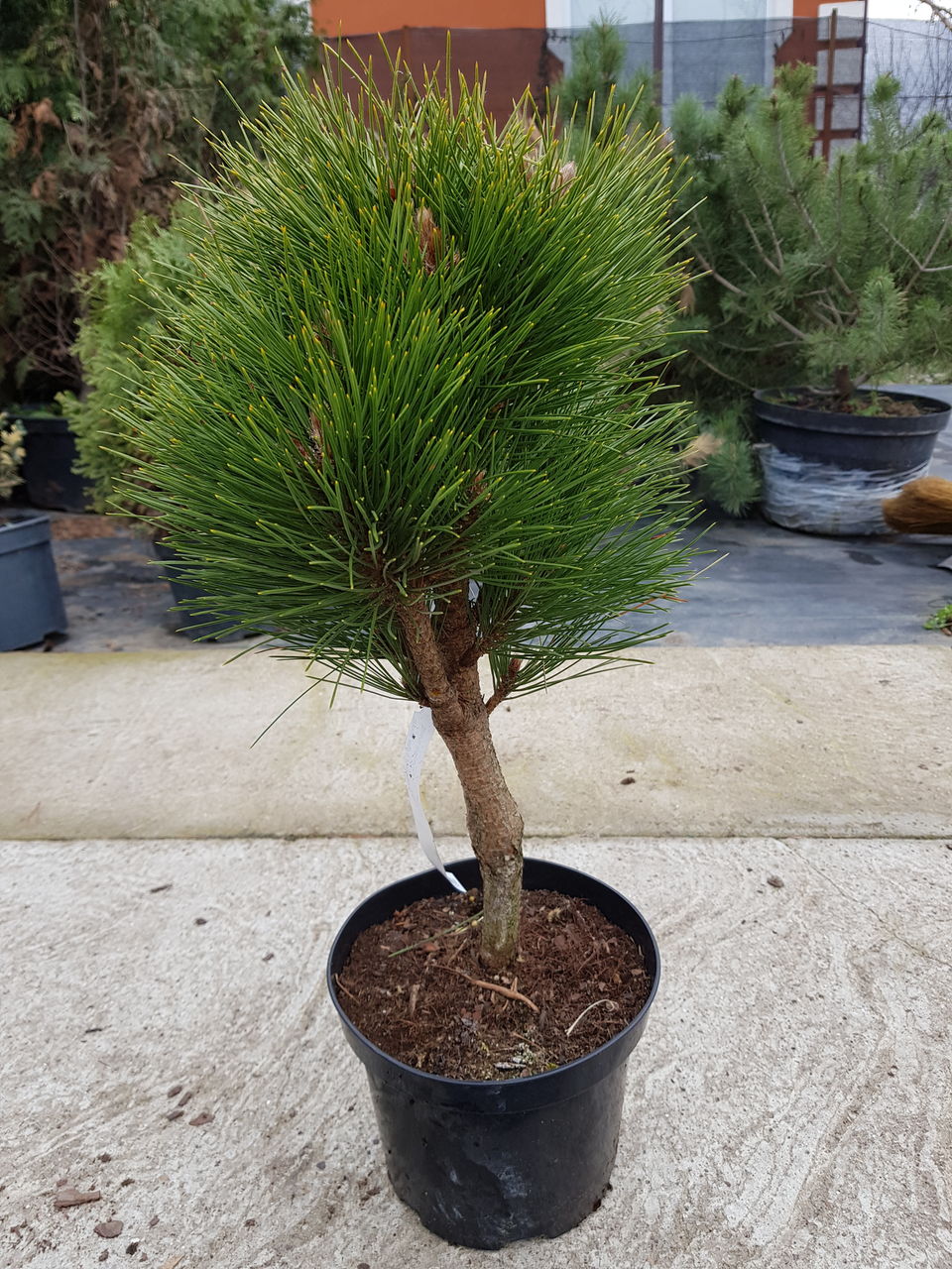 Plante decorative, ornamentale/Декоративные растения