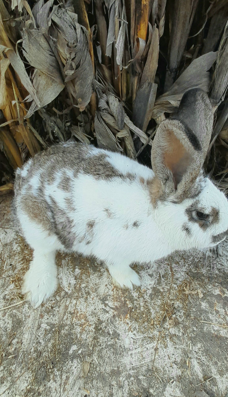 Se vinde iepure femela de rasă fluture german, tînără