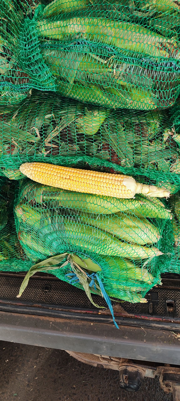 Porumb zaharat proaspat