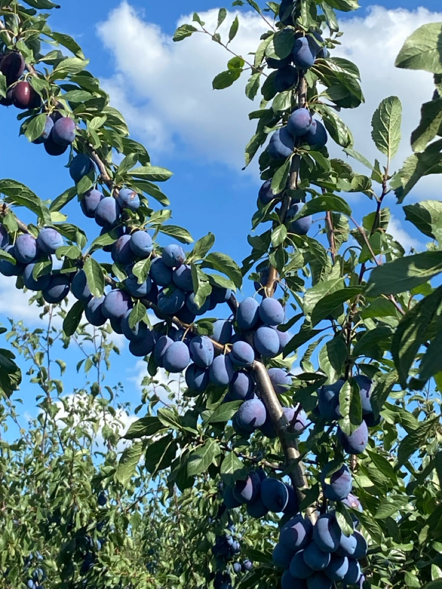 Vând livadă de prun și vișin
