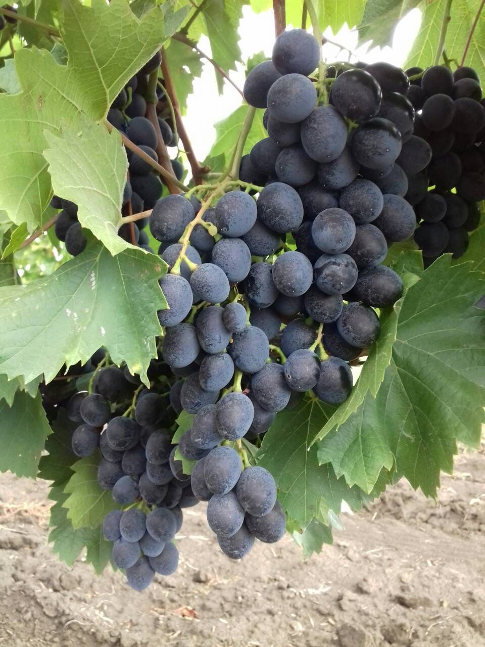 Vind vin de casa din sort de poama moldova tinut în butoaie de lemn