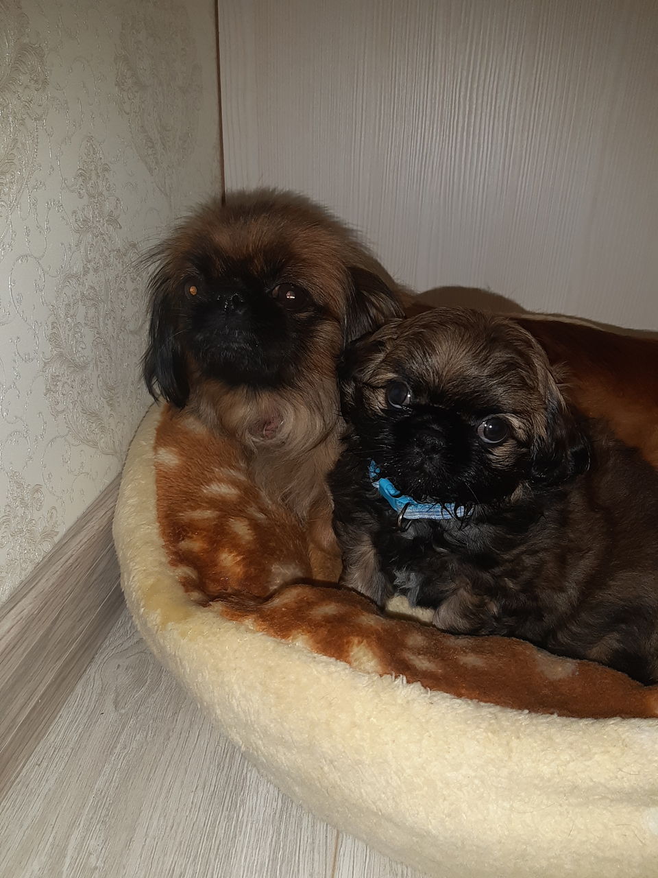 Vând un cățel de două luni, rasa pechinez imperial