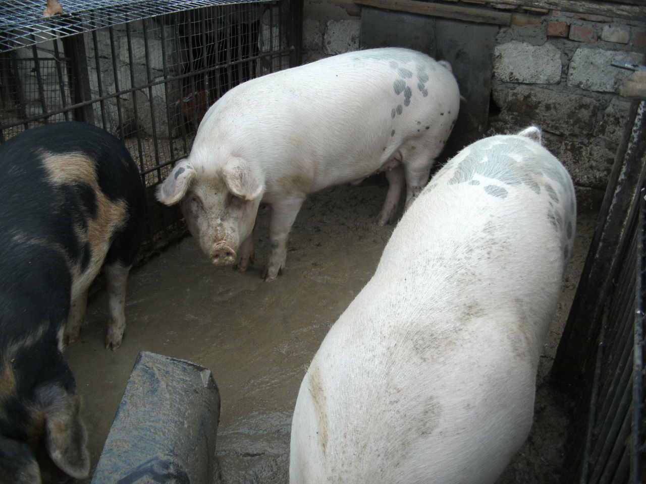 1-un porc sau-2-de-140-160-kg-fiecare porc-sterilizat-castrat-curatsit ...