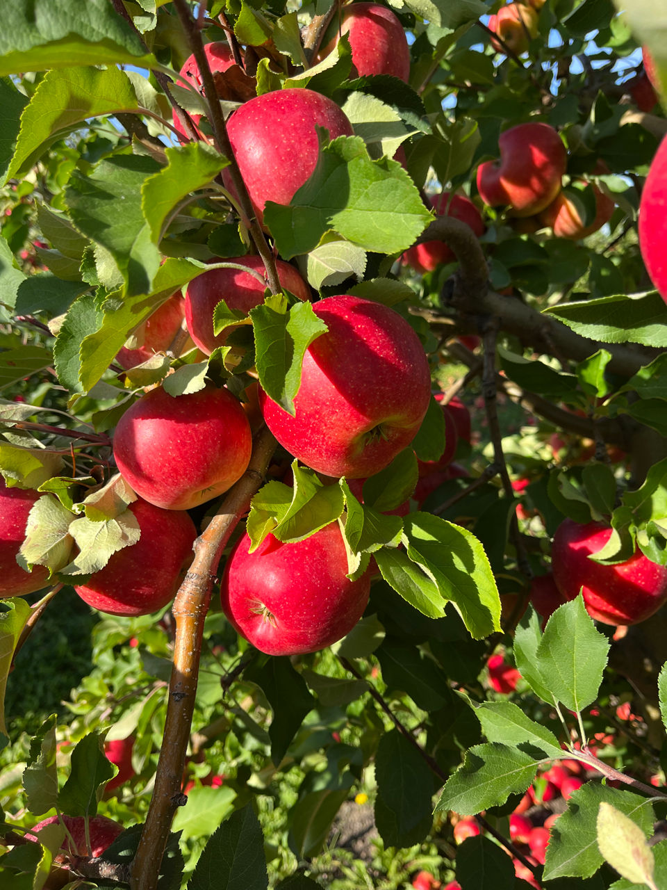 Vindem mere Cempion,Simerenco,Penova,Florina,Idaret pentru export și la bus