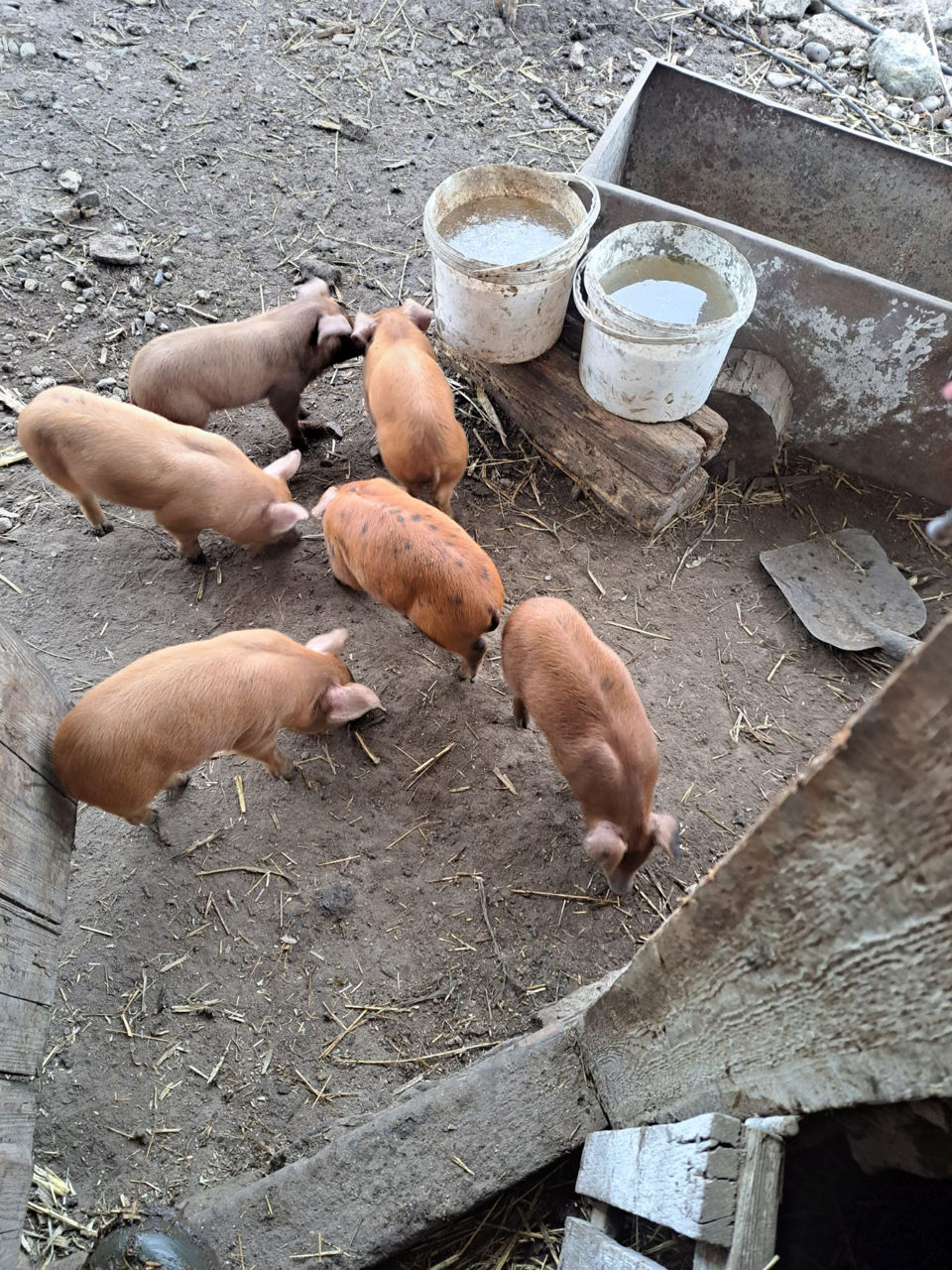 Vindi purcei de rasa duroc