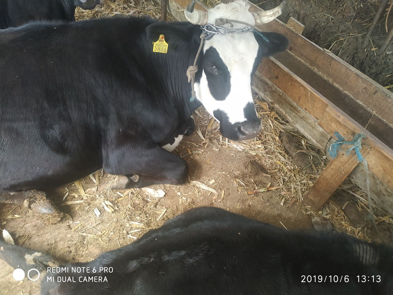 vaca buna de vinzare