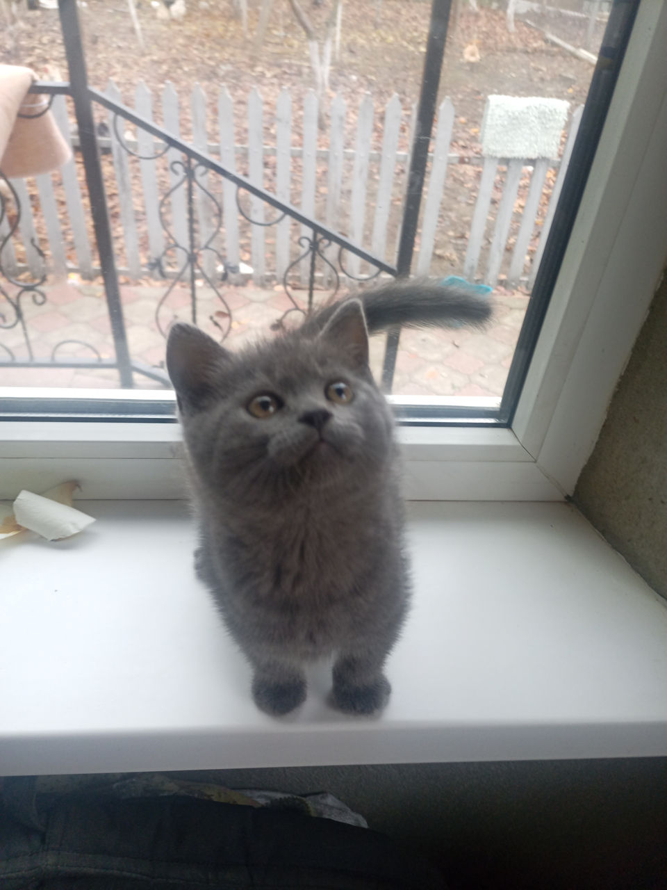 Продам, котик шотландец.
