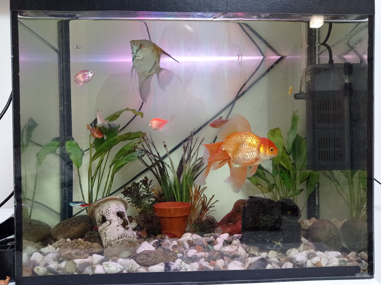 Acvariu cu pesti