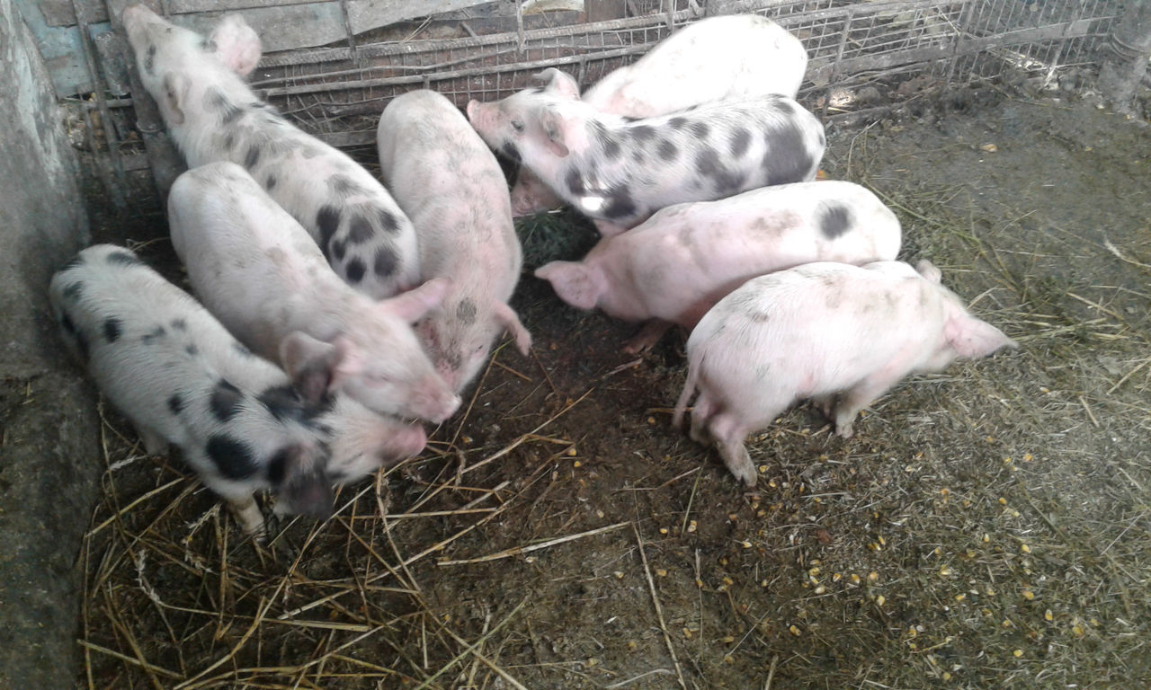 Purcei încărcați de vânzare