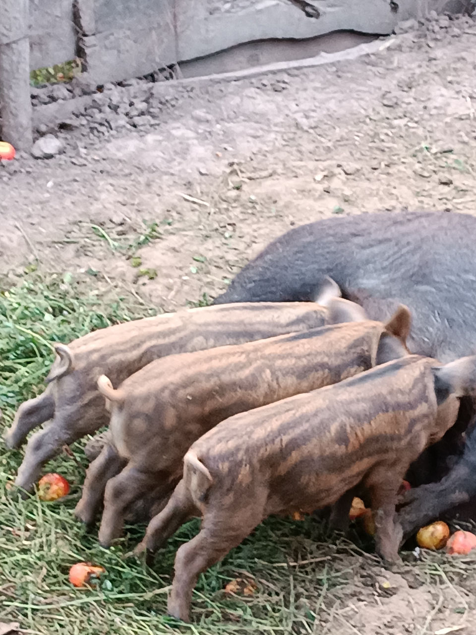 Vind porci Mangaliţa